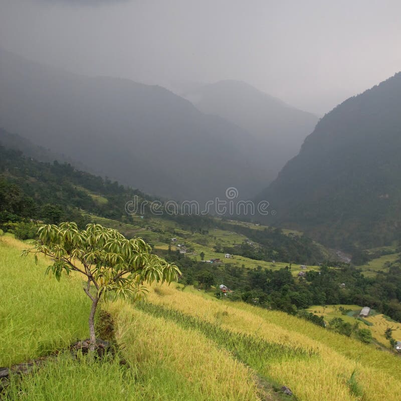 Campos Verdes Y Nubes Oscuras Imagen de archivo - Imagen de arrozal ...