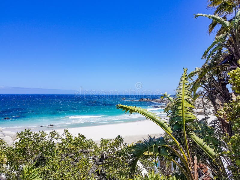 Camps Bay Beach Behind Palm Trees, Cape Town Stock Photo - Image of ...