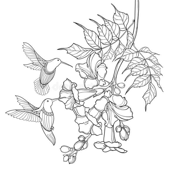 Hummingbird Outline Stock Illustrations – 5,149 Hummingbird Outline ...