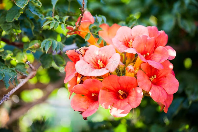 Campsis Radicans - Plant with Flowers Stock Photo - Image of flower ...