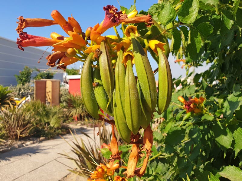 Campsis seed pods stock photo. Image of nature, season - 263012392