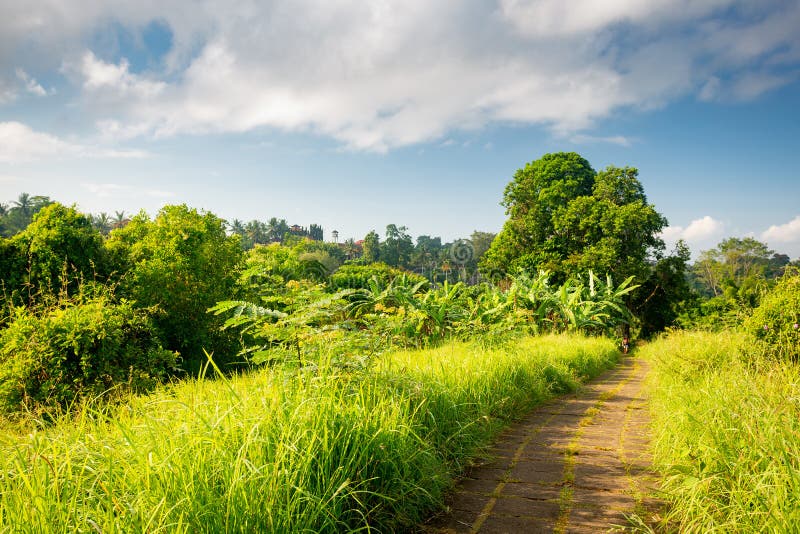Campuhan Ridge Walk, Ubud, Bali, Indonesia Foto de archivo - Imagen de ...