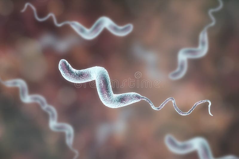 Campylobacter Stock Illustrations – 185 Campylobacter Stock ...