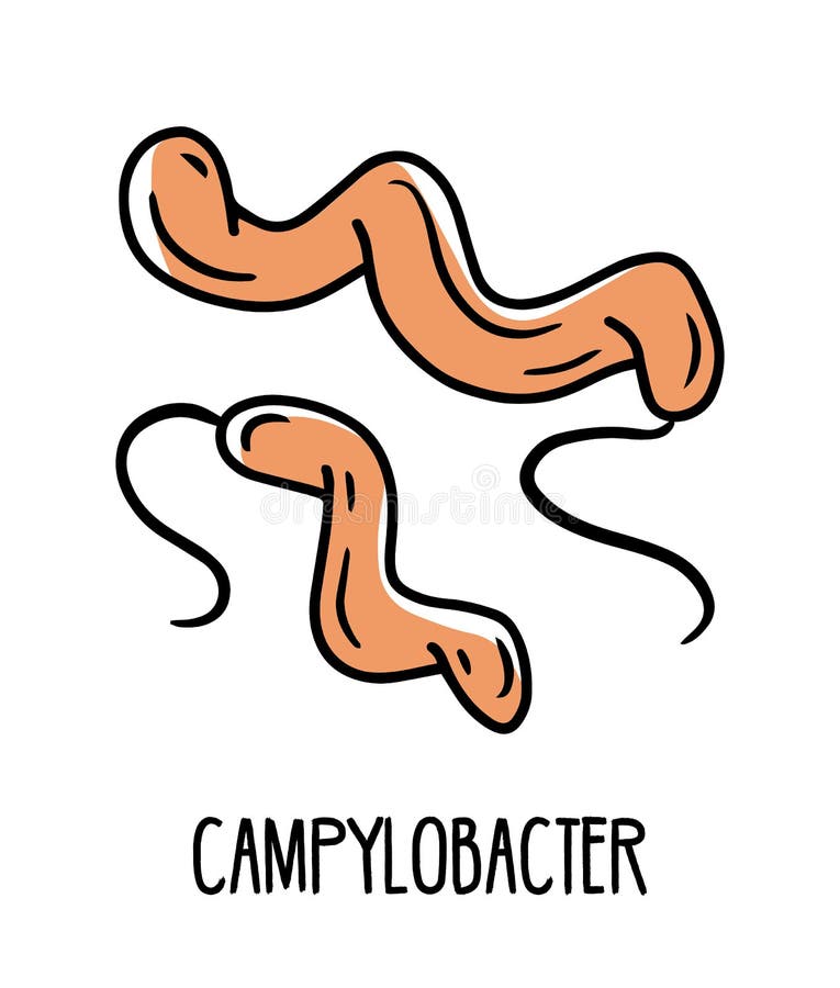 Campylobacter Gram-negative Curved Bacteria in the Human Intestinal ...