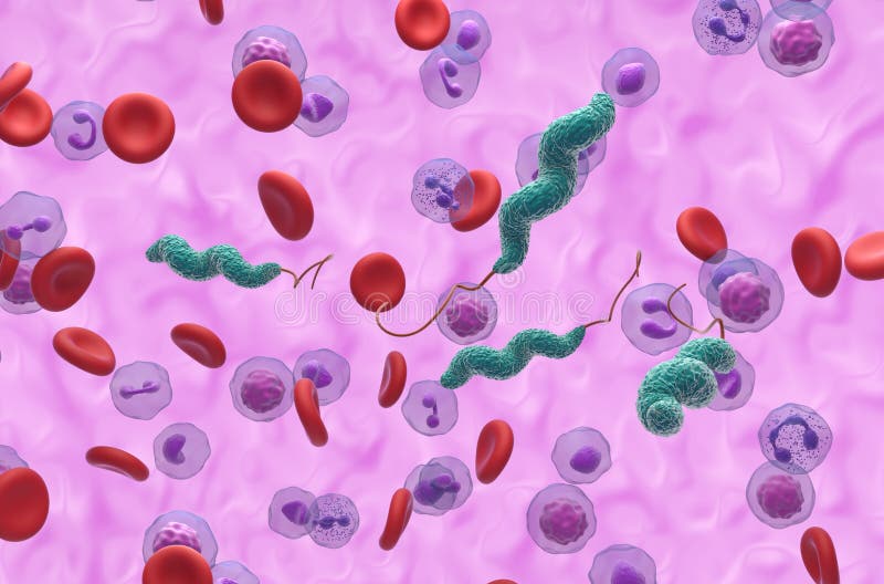 Campylobacter Jejuni Bacteria - 3d Illustration Isometric View Stock ...
