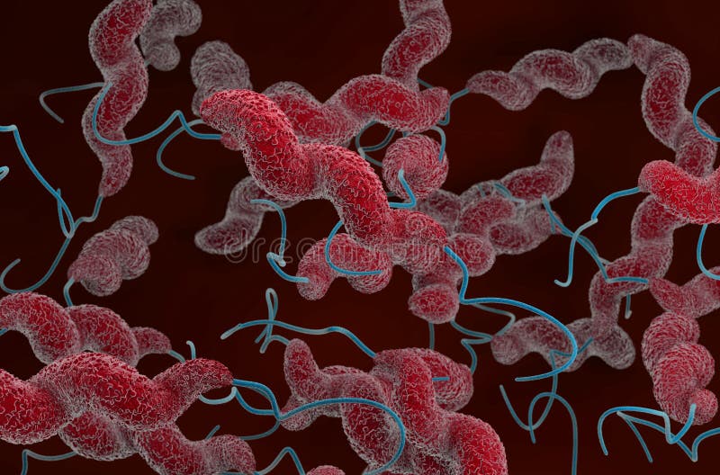 Campylobacter Jejuni Bacteria - 3d Illustration Isometric View Stock ...