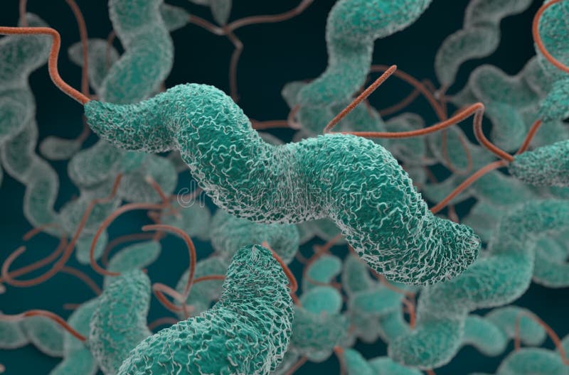 Campylobacter Jejuni Bacteria - Scanning Electron Microscope -closeup ...