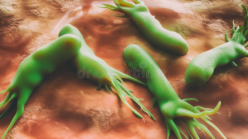 Campylobacter Jejuni Bacteria 3d Render Illustration Closeup Stock ...