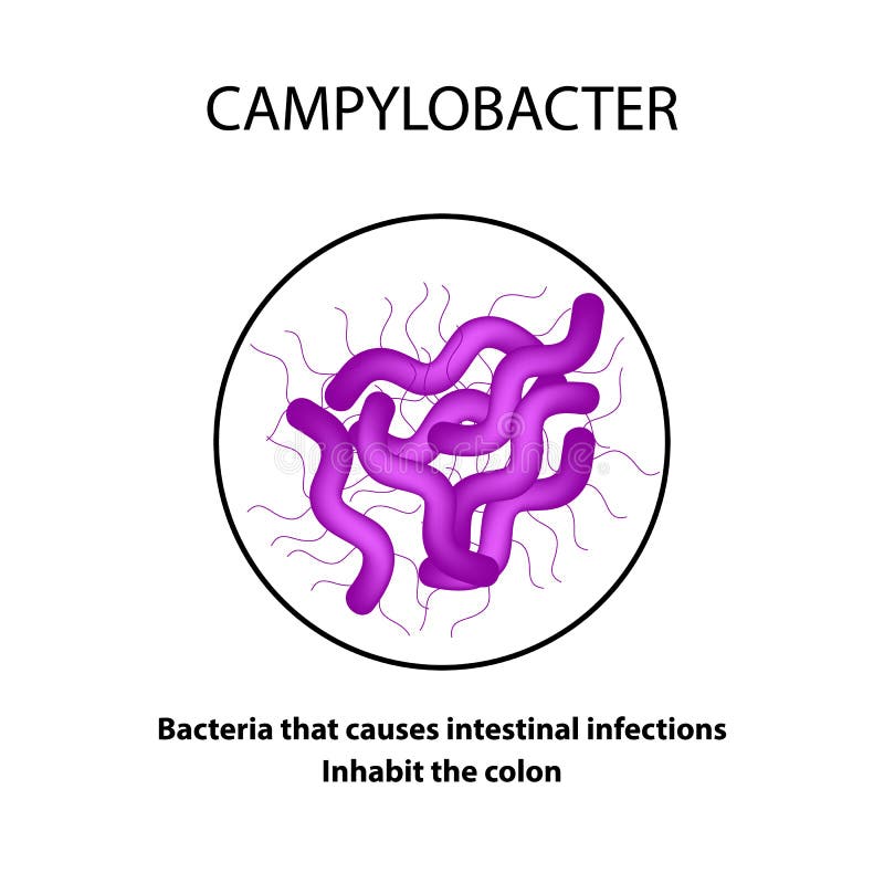 Campylobacter 3d Illustration Stock Illustration - Illustration of ...