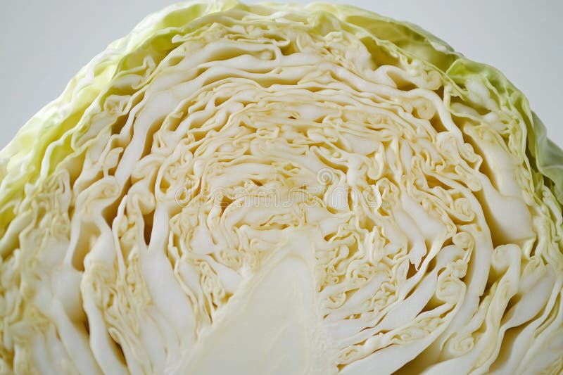 Half a cabbage roll stock illustration. Illustration of roll - 338193400