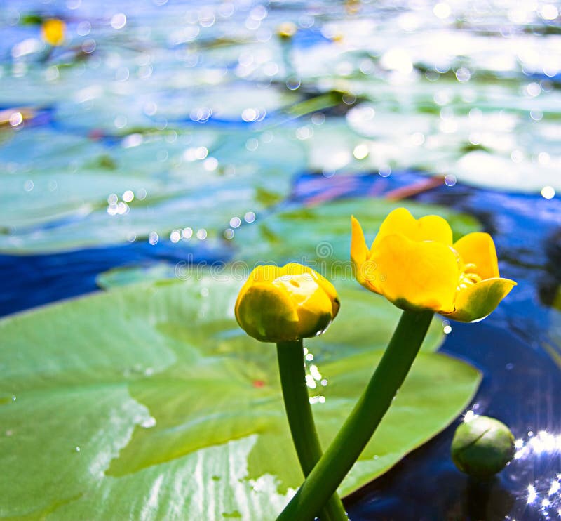 Can-dock stock photo. Image of yellow, plants, lake, green - 12888308