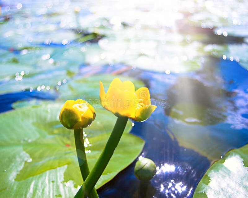 Can-dock stock photo. Image of plants, blue, green, reflection - 13266536