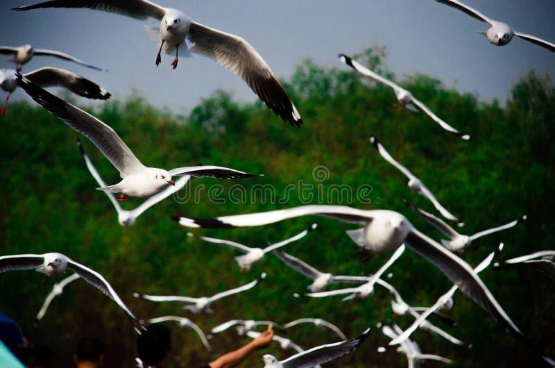 158 Seagal Bird Stock Photos - Free & Royalty-Free Stock Photos from ...