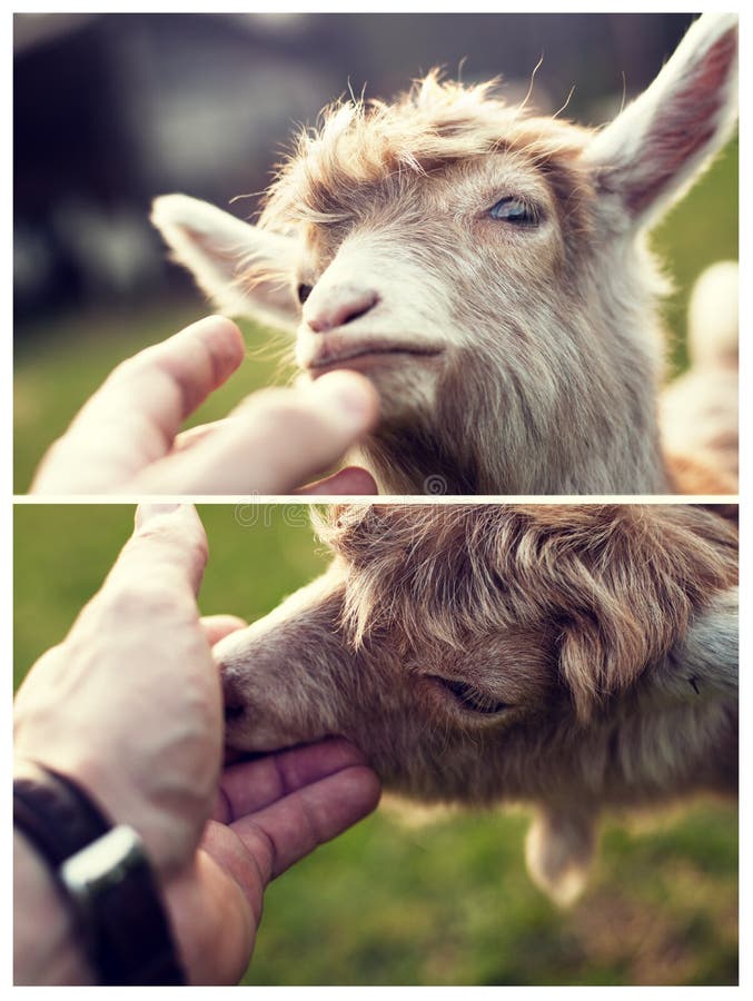 Can i haz a bite!? stock photo. Image of little, eyes - 25062098