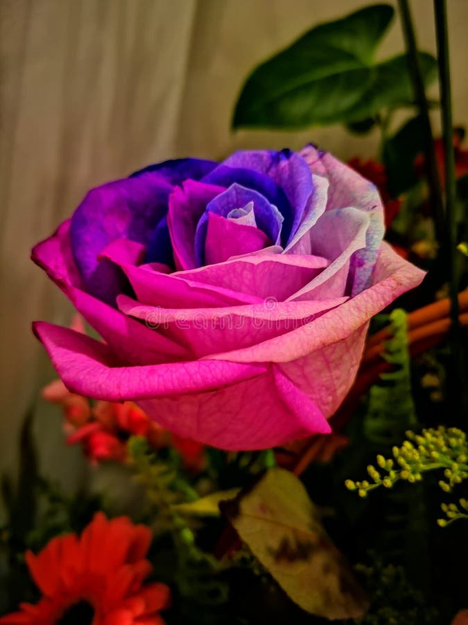 Colored rose stock image. Image of colorful, side, beautiful - 269583801