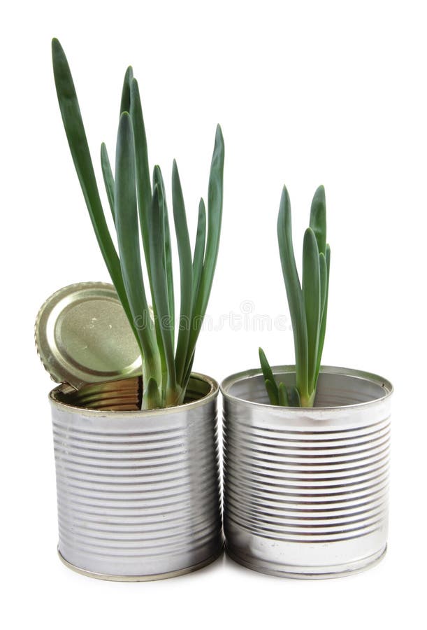 Can and onion stock image. Image of seasoning, flavoring - 30687883