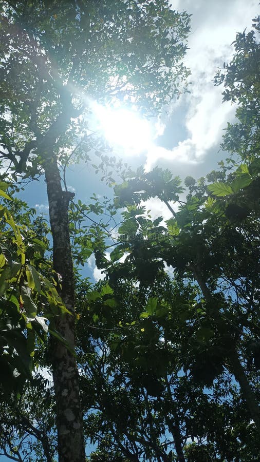 We Can See the View of the Trees Highlighted by Direct Sunlight in the ...