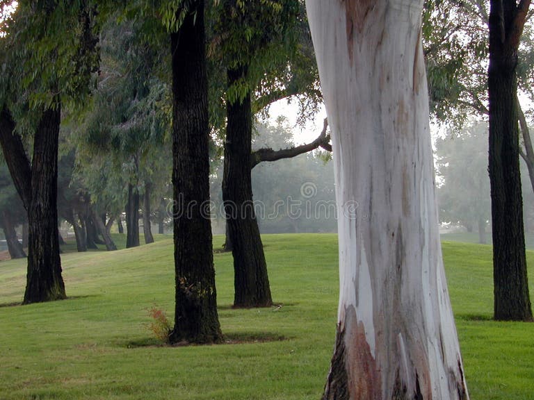 Can T See the Forest for the Tree Stock Image - Image of forest, nature ... Can T See the Forest for the Tree Stock Image - Image of forest, nature ...