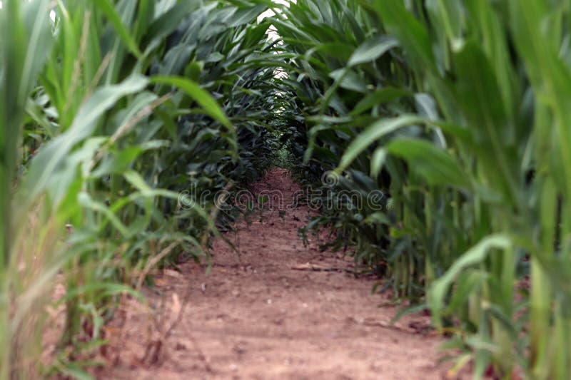 Can You See through the Corn Field? Stock Photo - Image of tree, crop ...