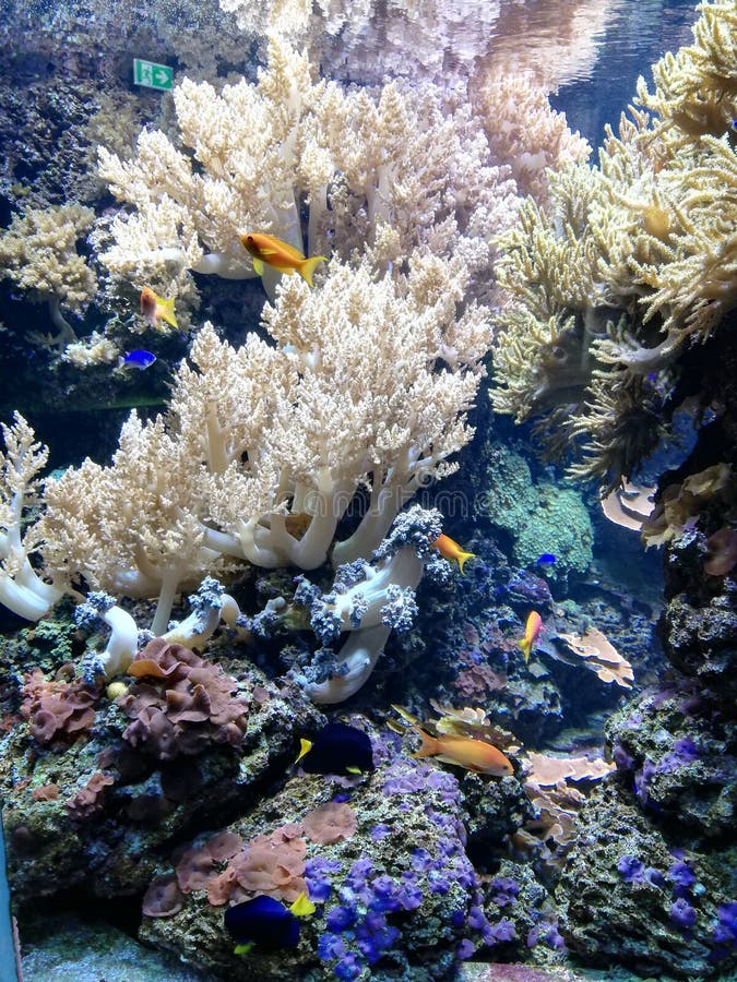 Can you see me? stock image. Image of reef, ocean, fish - 185242599