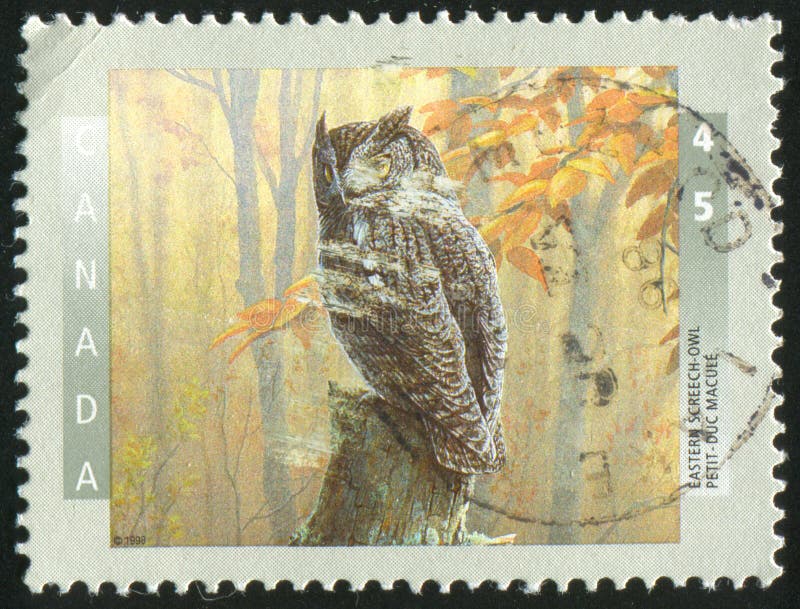Poststamp editorial image. Image of wing, outdoors, screech - 136629195