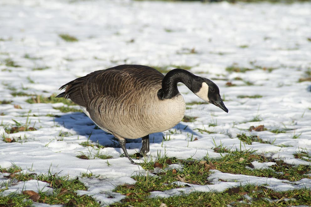 Canada Duck stock image. Image of cheeks, black, outdoors - 213289183