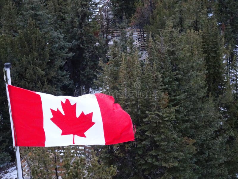 Canada Flag Against the Forest Stock Image - Image of flying, showing ...