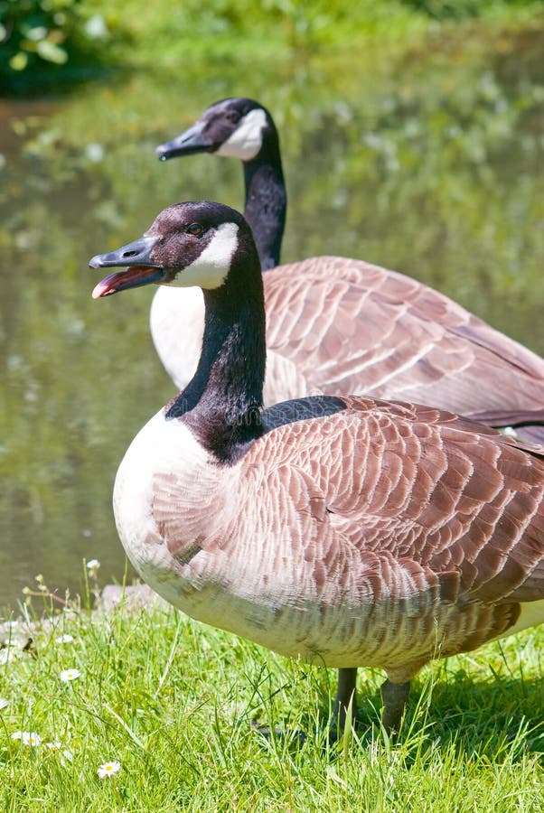 Canada Geese stock photo. Image of waterfowl, geese, bird - 15412774