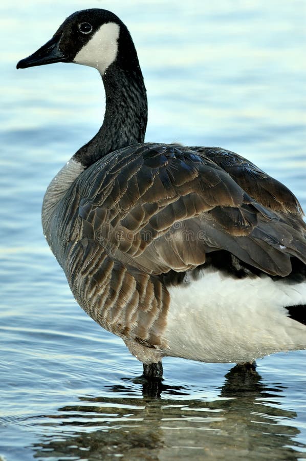 Canada geese stock image. Image of animal, wild, ocean - 867959