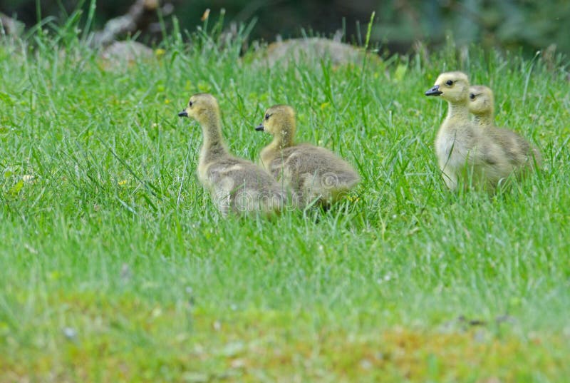 Canada Geese Babies in Green Grass. Stock Image - Image of bird, flight ...