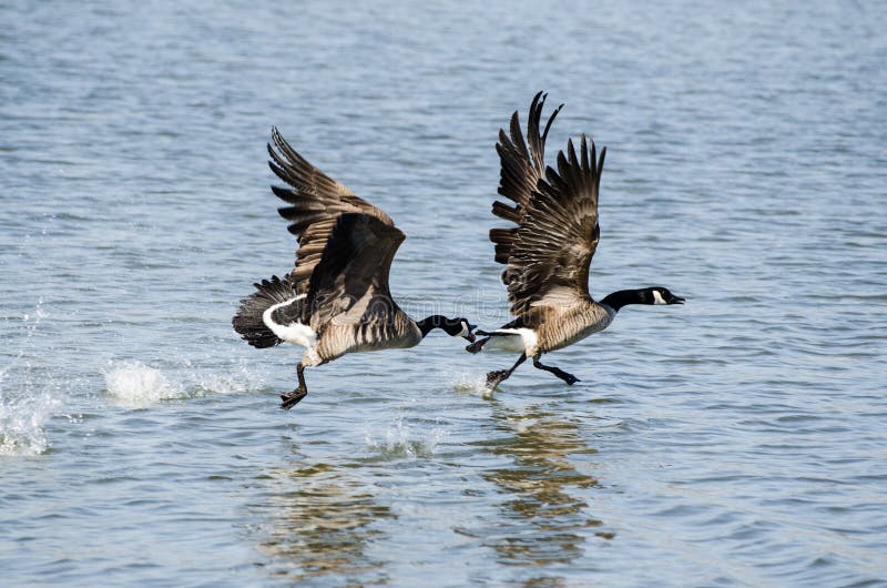 Canada Geese Battle stock photo. Image of geese, canadian - 64232106