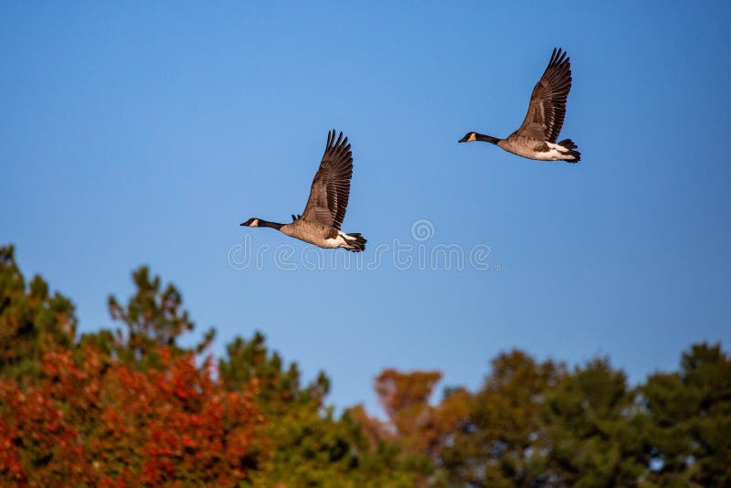 Canada Geese Branta Canadensis Flying in a Blue Sky and Fall Colors ...