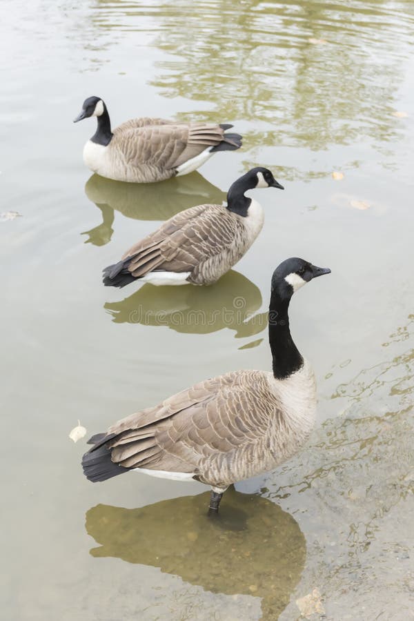 Canada Geese (Branta Canadensis) at the Lakeshore Stock Photo - Image ...