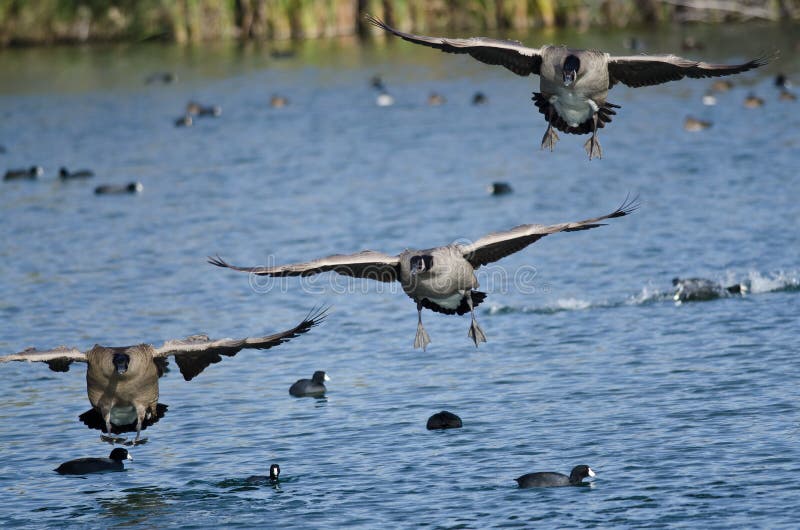 Canada Geese Coming in for a Landing on the Water Stock Photo - Image ...