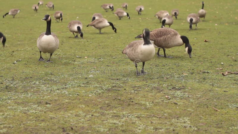 Canada geese eating grass stock video footage. Video of footage - 35981084