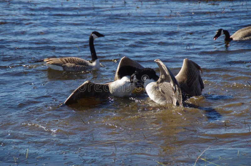 Geese fighting stock photo. Image of courtyard, group - 62894796