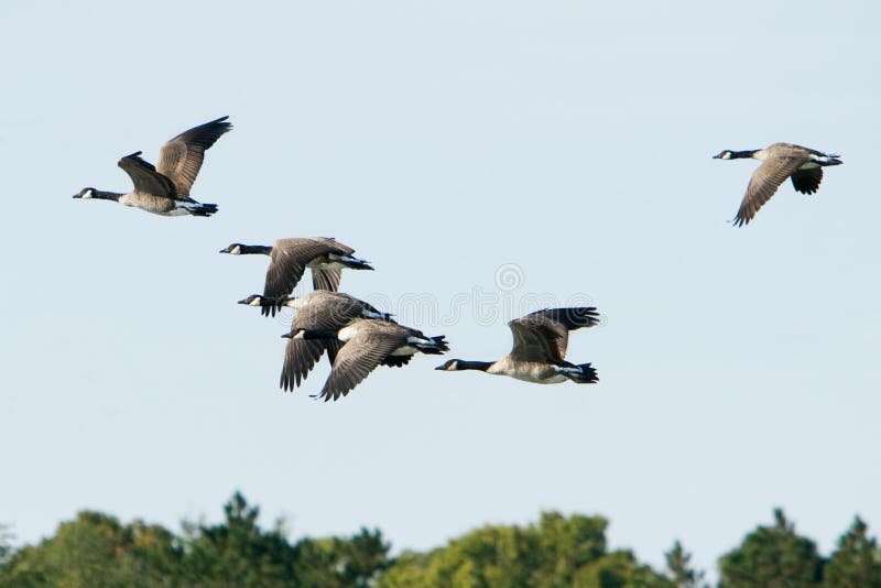Canada Goose in Flight stock photo. Image of nature, goose - 15103556