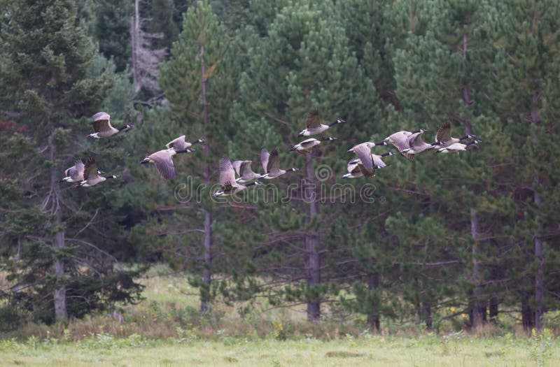 Canada Geese in Flight stock image. Image of canadensis - 78894825