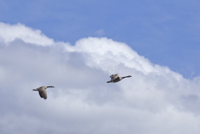 Canada geese in flight stock photo. Image of food, love - 30605278