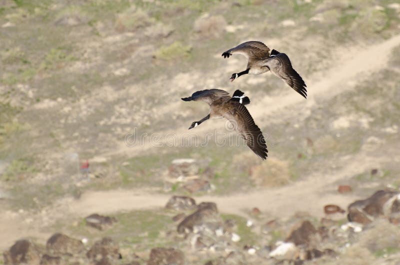 Canada Geese in Flight Viewed from Above Stock Image - Image of canada ...