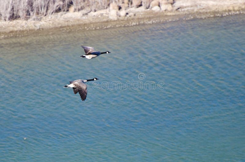 Canada Geese Flight Viewed Above Stock Photos - Free & Royalty-Free ...