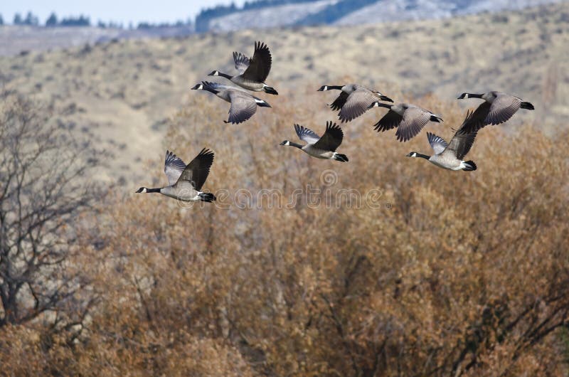 Canada Geese Flying Across the Autumn Woods Stock Photo - Image of ...