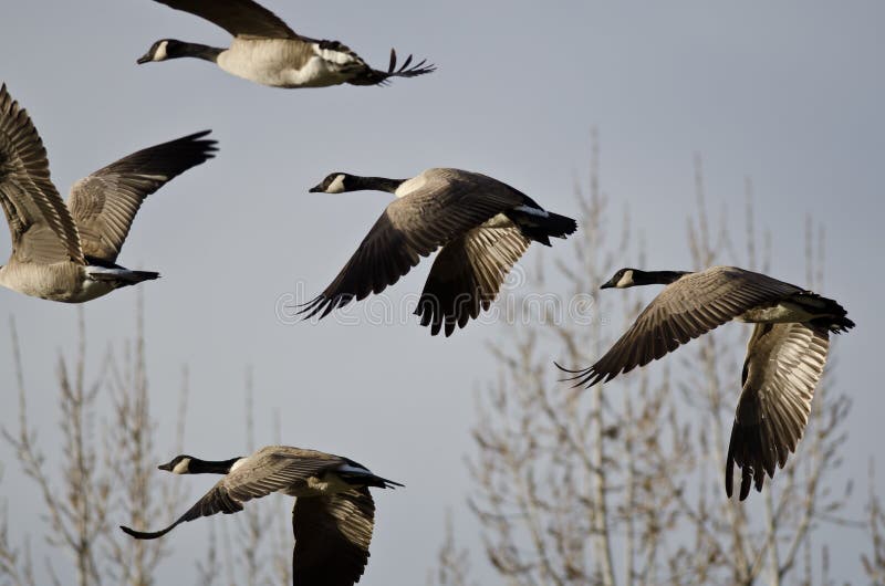 Canada Geese Flying Across the Autumn Woods Stock Photo - Image of bird ...