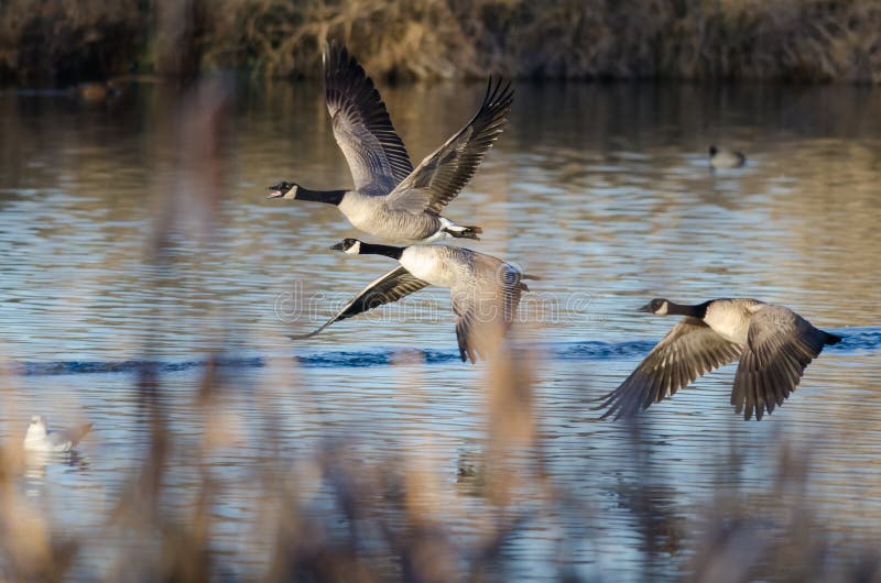 Canada Geese Flying Low Over the Autumn Wetlands Stock Photo - Image of ...