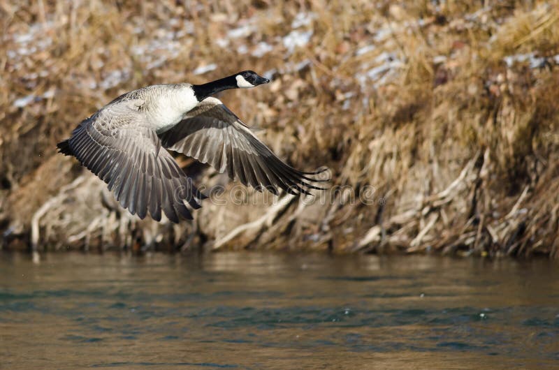 Canada Geese Flying Low Over the River Stock Image - Image of bird ...
