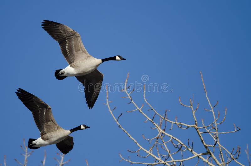 Canada Geese Flying Low Over Winter Trees Stock Photos - Free & Royalty ...