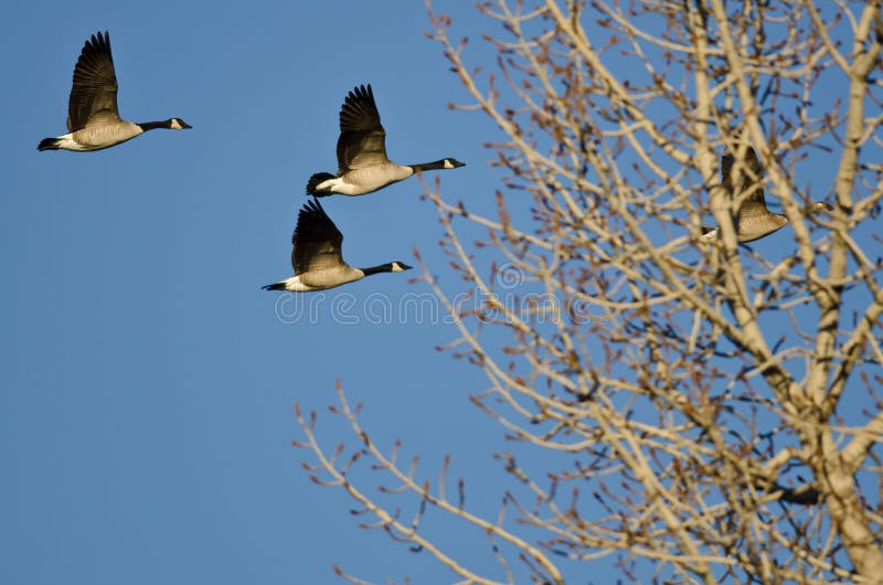 Canada Geese Flying Low Over the Winter Trees Stock Image - Image of ...