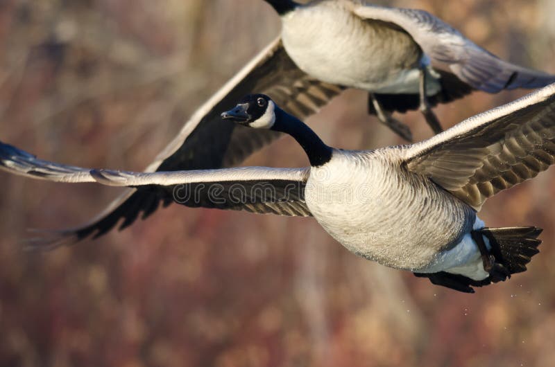 Canada Geese Flying through Marsh Stock Photo - Image of nature, marsh ...