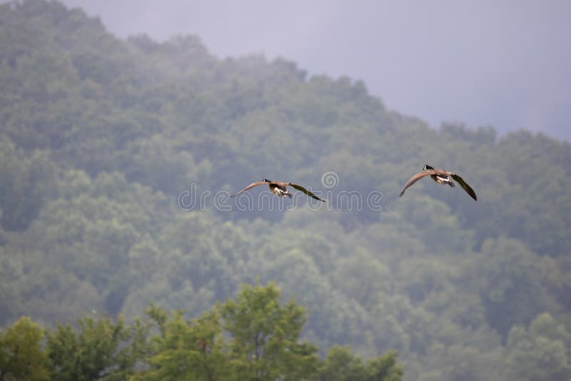 Canada Geese Flying Over Green Forests Stock Photo - Image of hight ...
