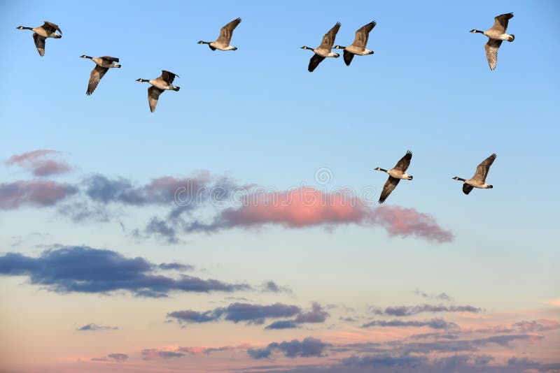 Canada Geese Flying Over a Sunset Sky Stock Image - Image of nature ...